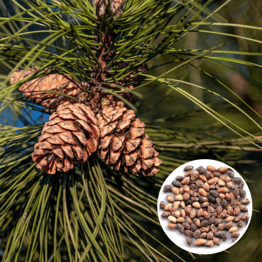 Semillas – Proveedora de Insumos y Maquinaria Forestal