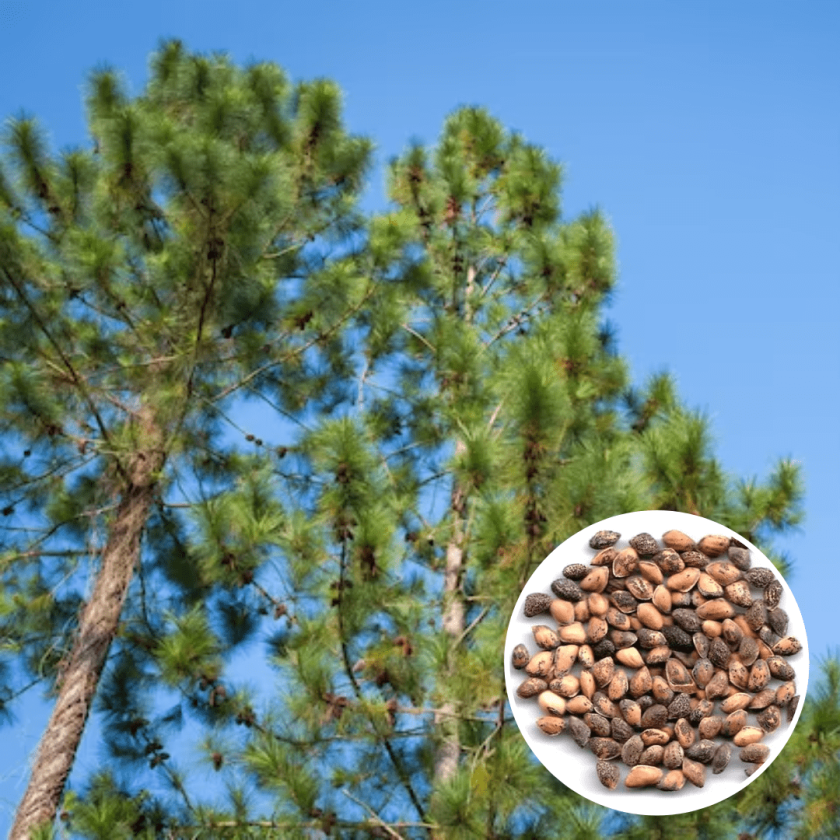 Semillas – Proveedora de Insumos y Maquinaria Forestal