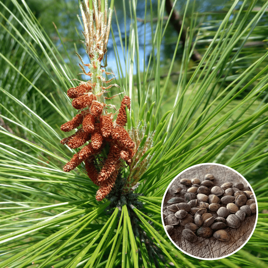 Semillas – Proveedora de Insumos y Maquinaria Forestal