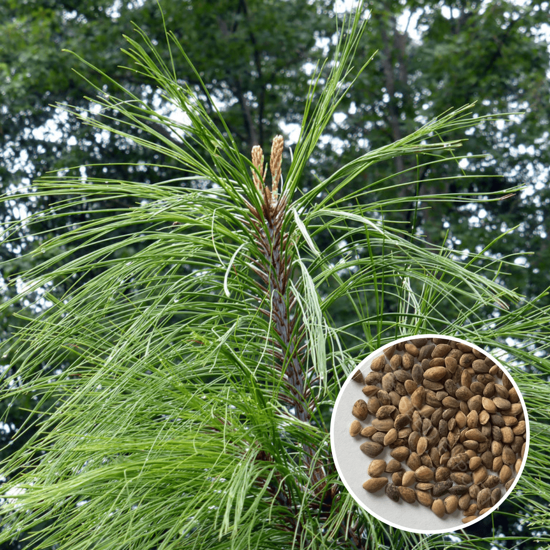 Semillas – Proveedora de Insumos y Maquinaria Forestal