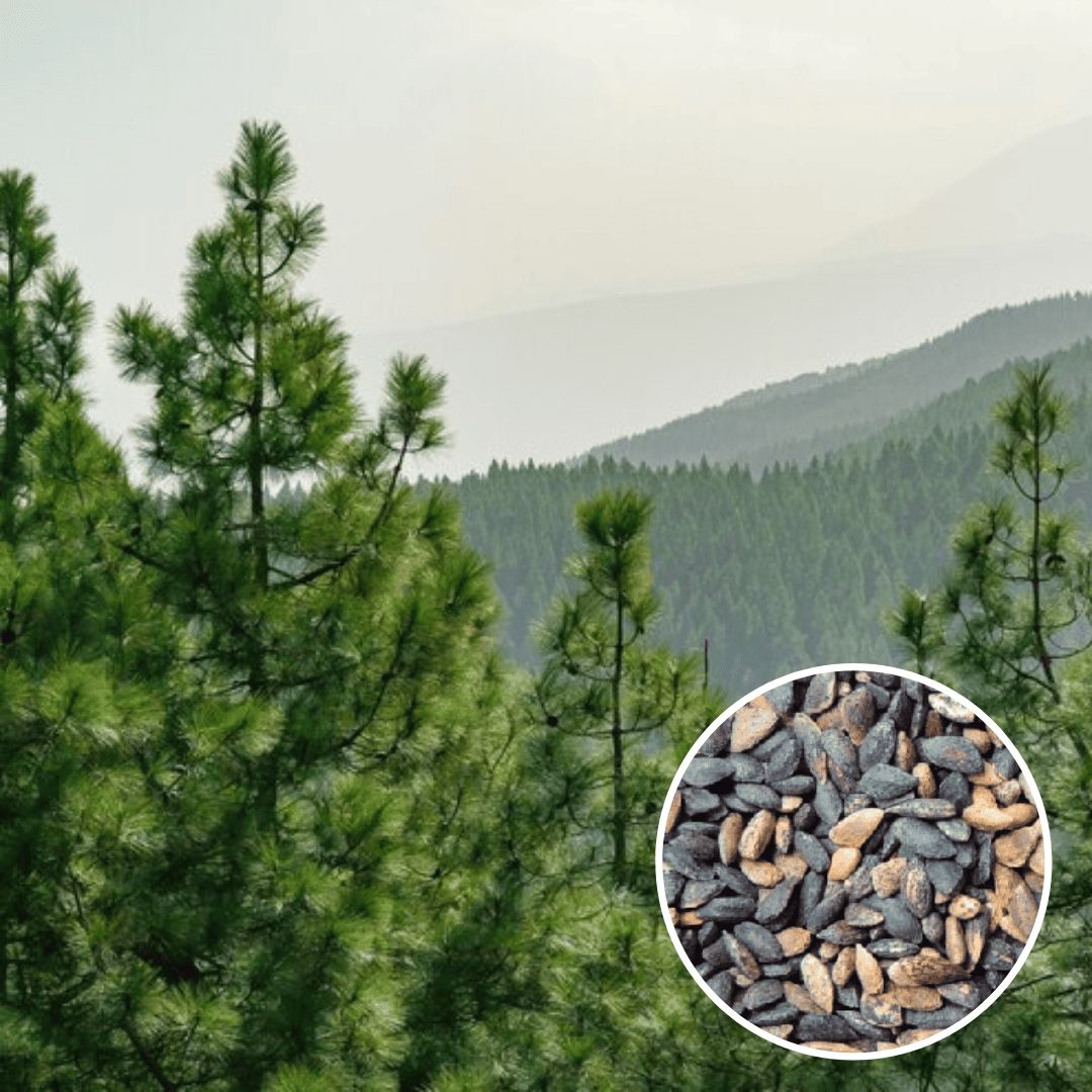 Semillas – Proveedora de Insumos y Maquinaria Forestal