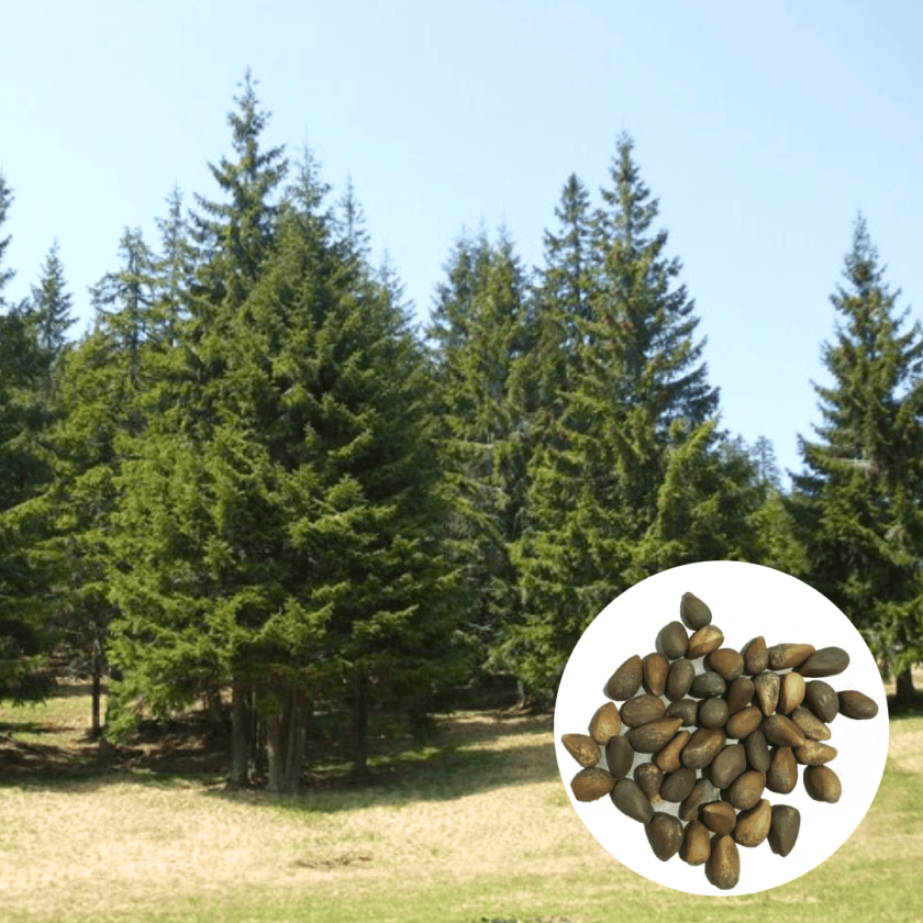 Semillas – Proveedora de Insumos y Maquinaria Forestal